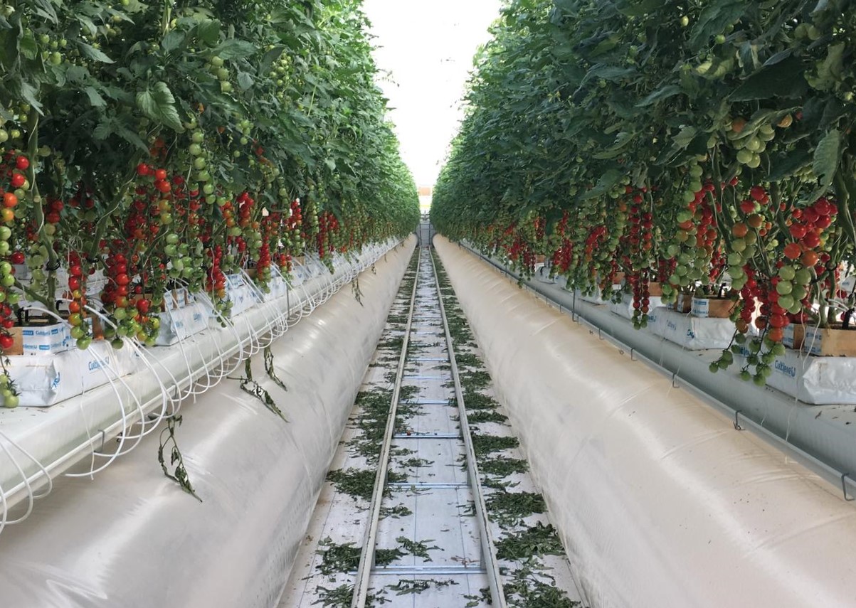 Pure Harvest Smart Farms adopts Honeywell Technology for sustainable ...