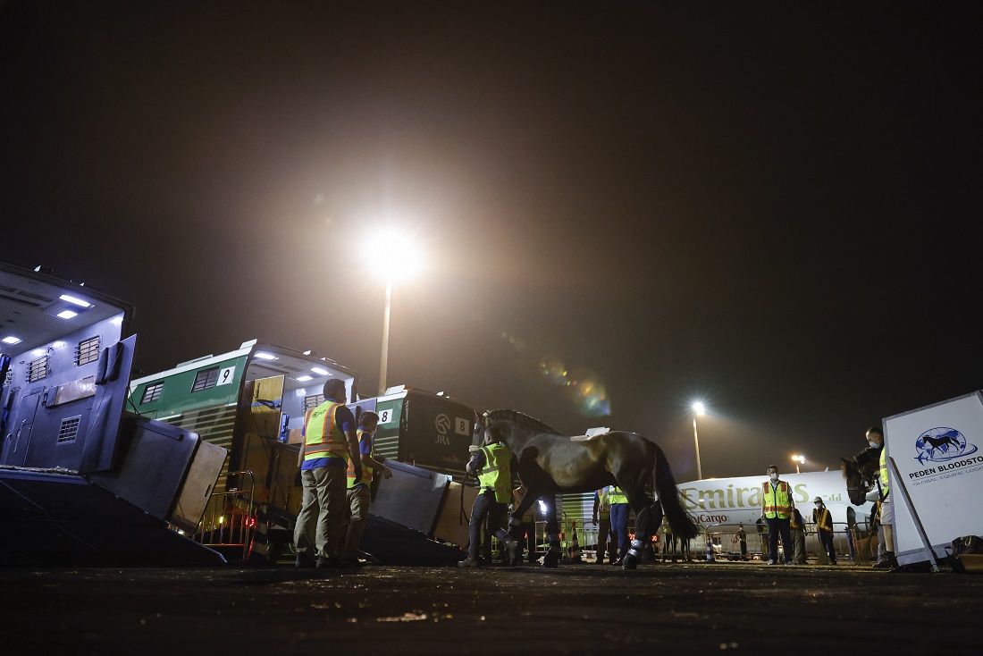 Equine champions fly home on Emirates SkyCargo - LogisticsGulfNews.com