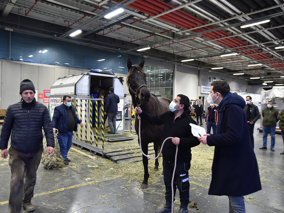 Turkish Cargo transports 63 horses from Chicago to Istanbul ...